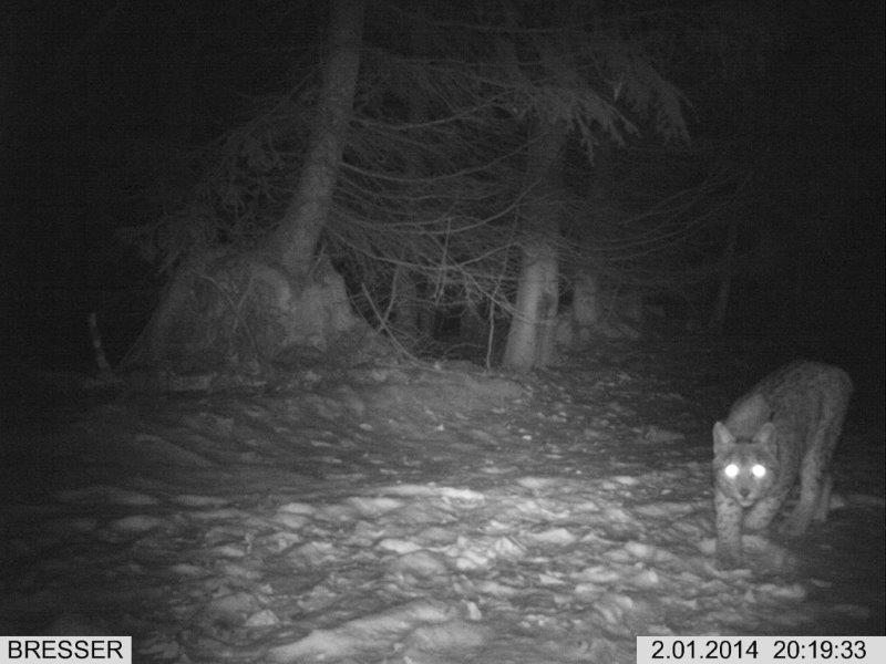 Update from our conservation holiday volunteering with lynx, wolves and ...
