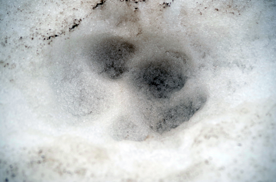 From our snow leopard volunteering expedition in the Tien Shan ...