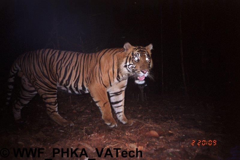 From our Sumatran tiger conservation volunteering holiday in Indonesia ...