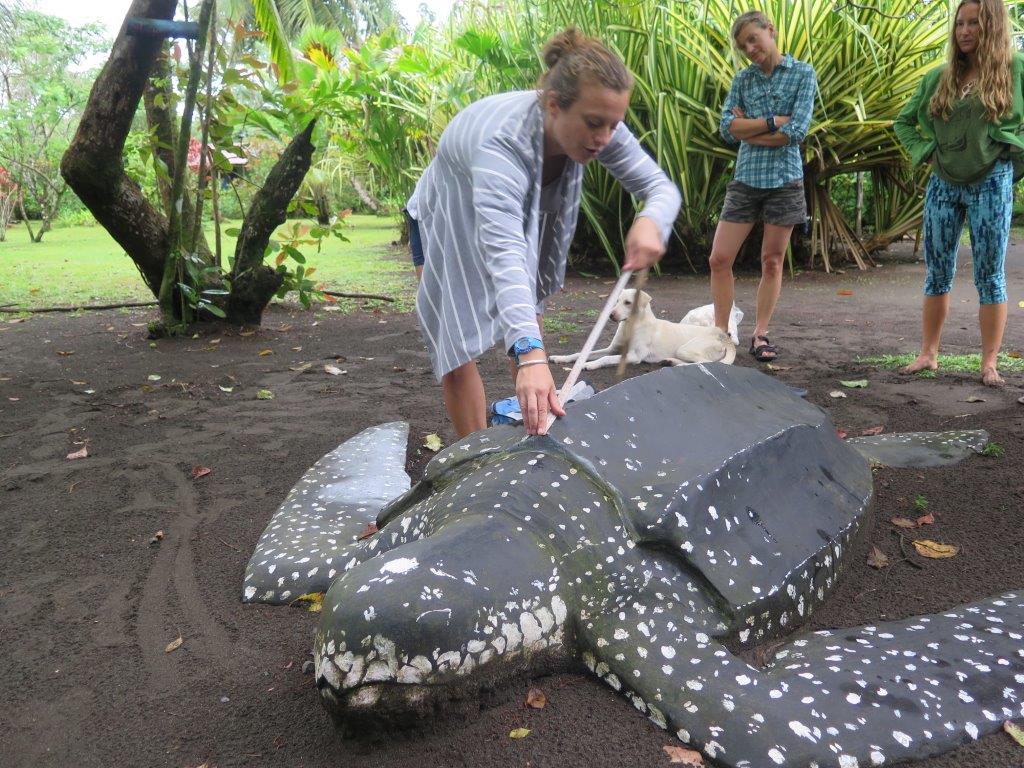 From our citizen science project protecting leatherback turtles on the ...