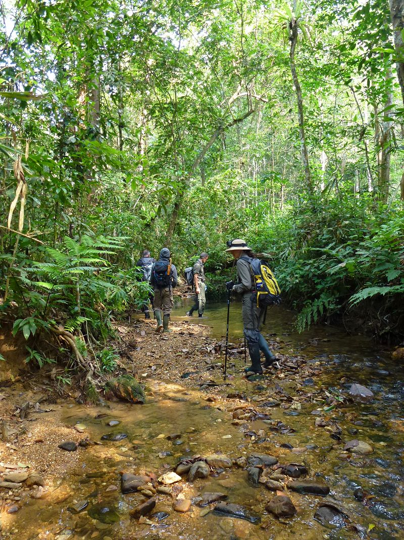 From our Sumatran tiger conservation volunteering holiday in Indonesia ...