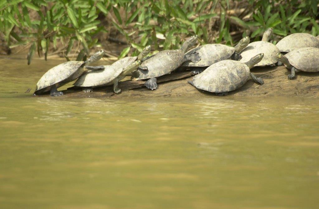 9turtles – Biosphere Expeditions: blogs from the frontline of wildlife ...