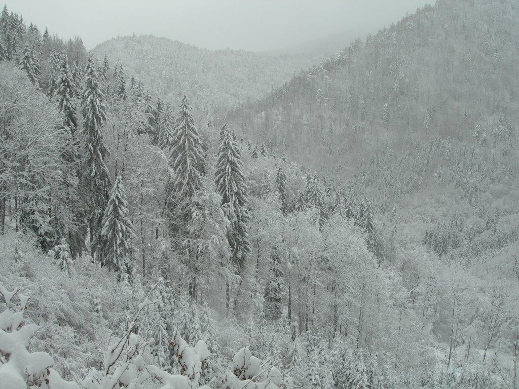 From our conservation holiday volunteering with lynx, wolves, bears and ...