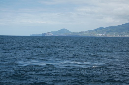 Whale ‘footprint’ – Biosphere Expeditions: blogs from the frontline of ...