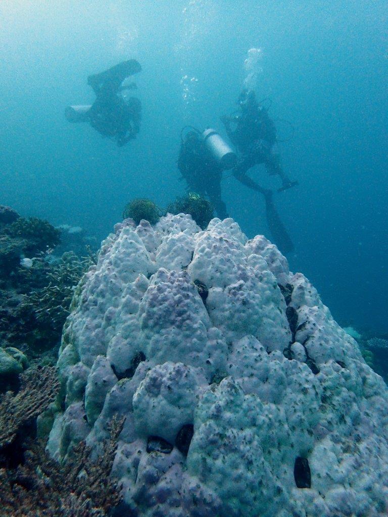 divers-with-bleaching – Biosphere Expeditions: blogs from the frontline ...