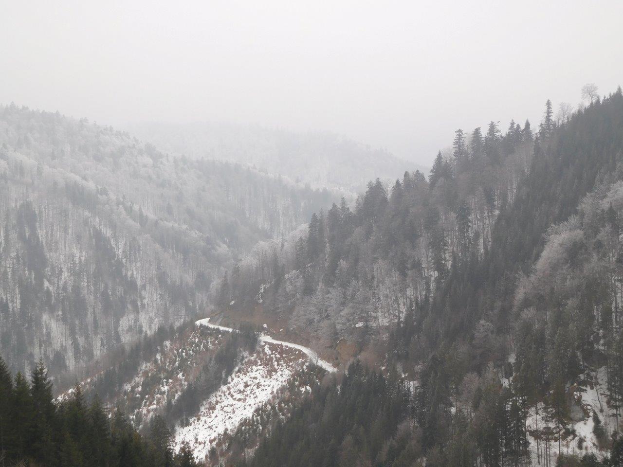 From our conservation holiday volunteering with lynx, wolves, bears and ...