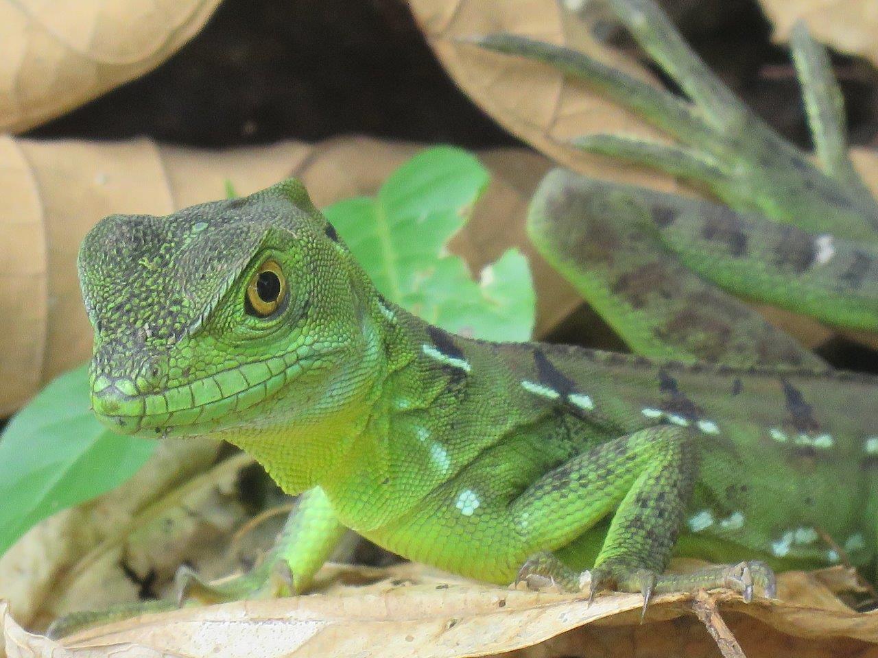 IMG_1236 Green Basiliscus Lizard – Biosphere Expeditions: blogs from ...
