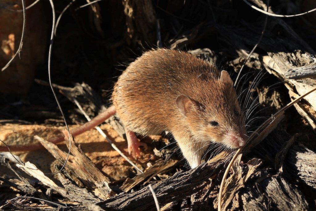 Pygmy mouse – Biosphere Expeditions: blogs from the frontline of ...