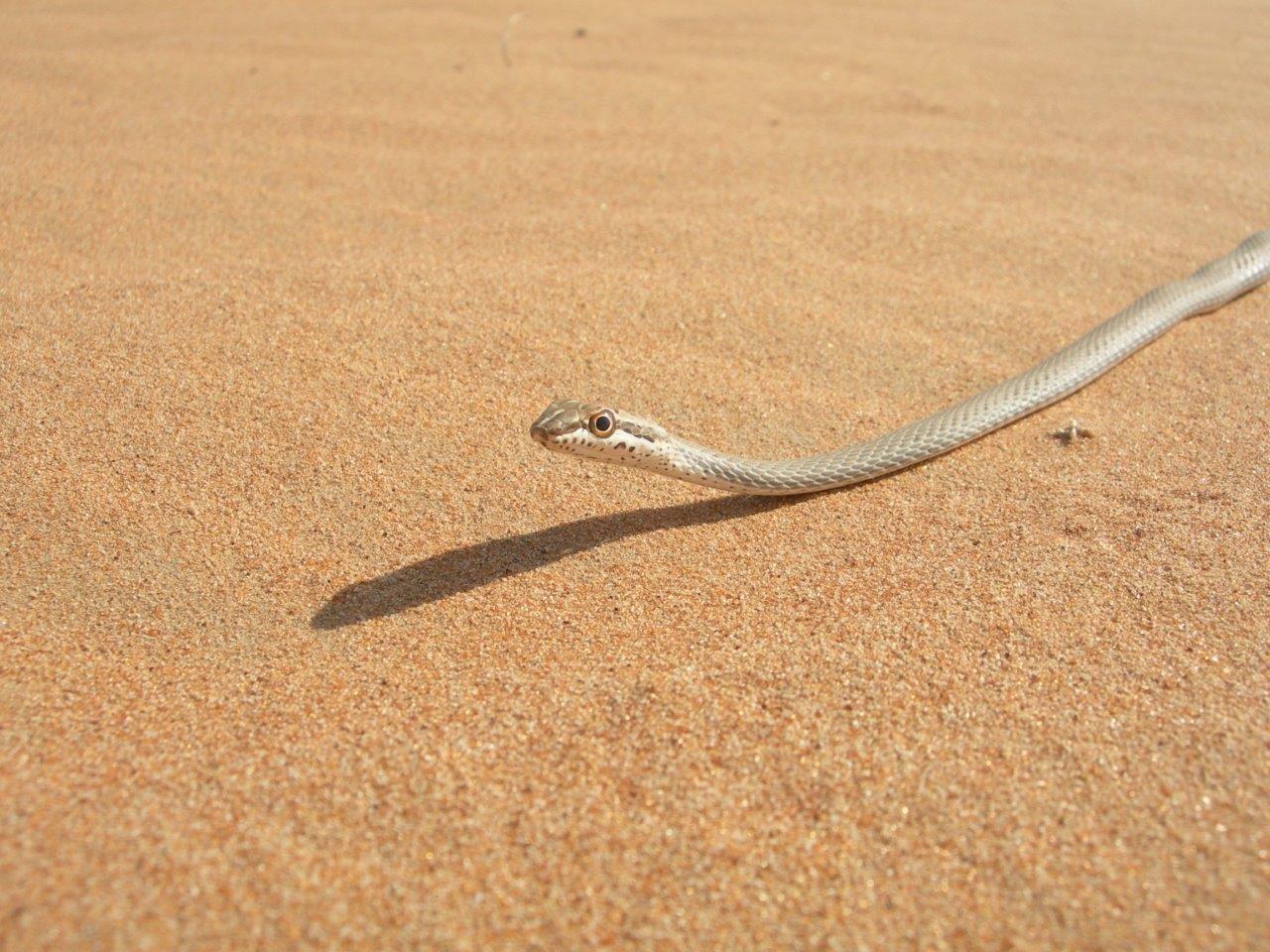 DSCN9287 – Biosphere Expeditions: blogs from the frontline of wildlife conservation and the ...