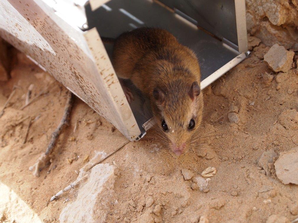 egyptian spiny tailed mouse – Biosphere Expeditions: blogs from the ...