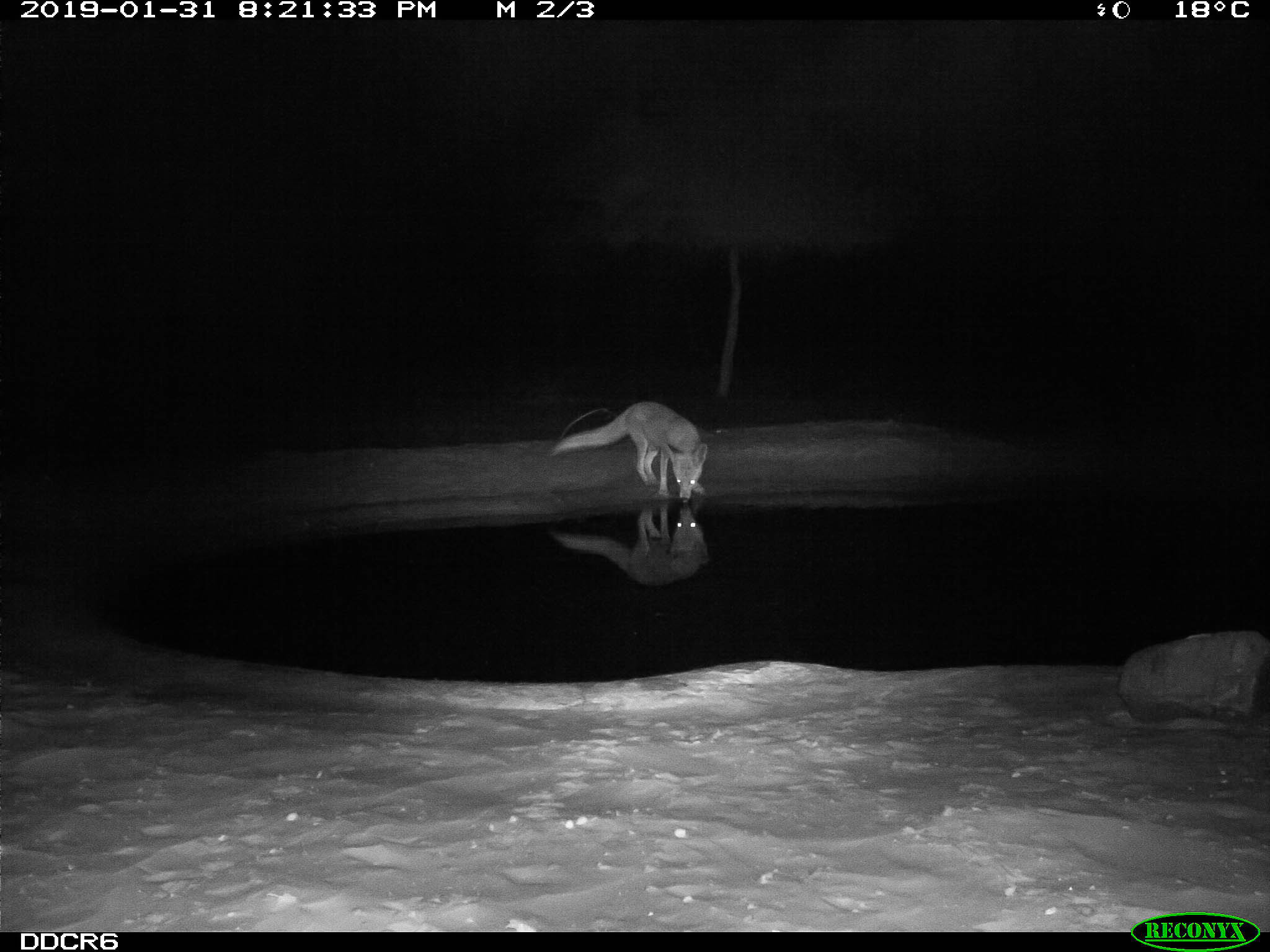 Arabian fox at camera trap – Biosphere Expeditions: blogs from the ...