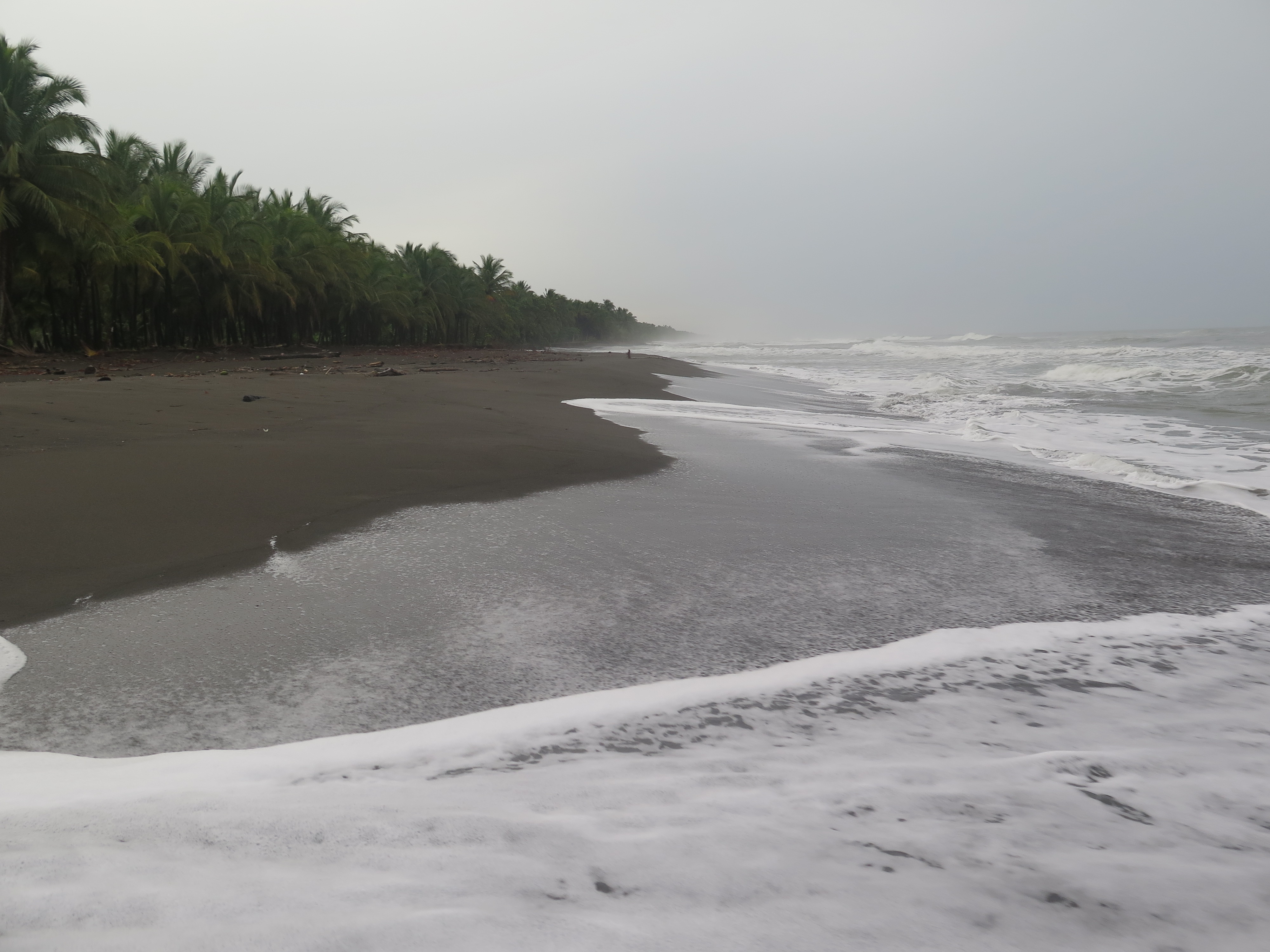 Costa Rica: Update from Pacuare beach – Biosphere Expeditions: blogs ...