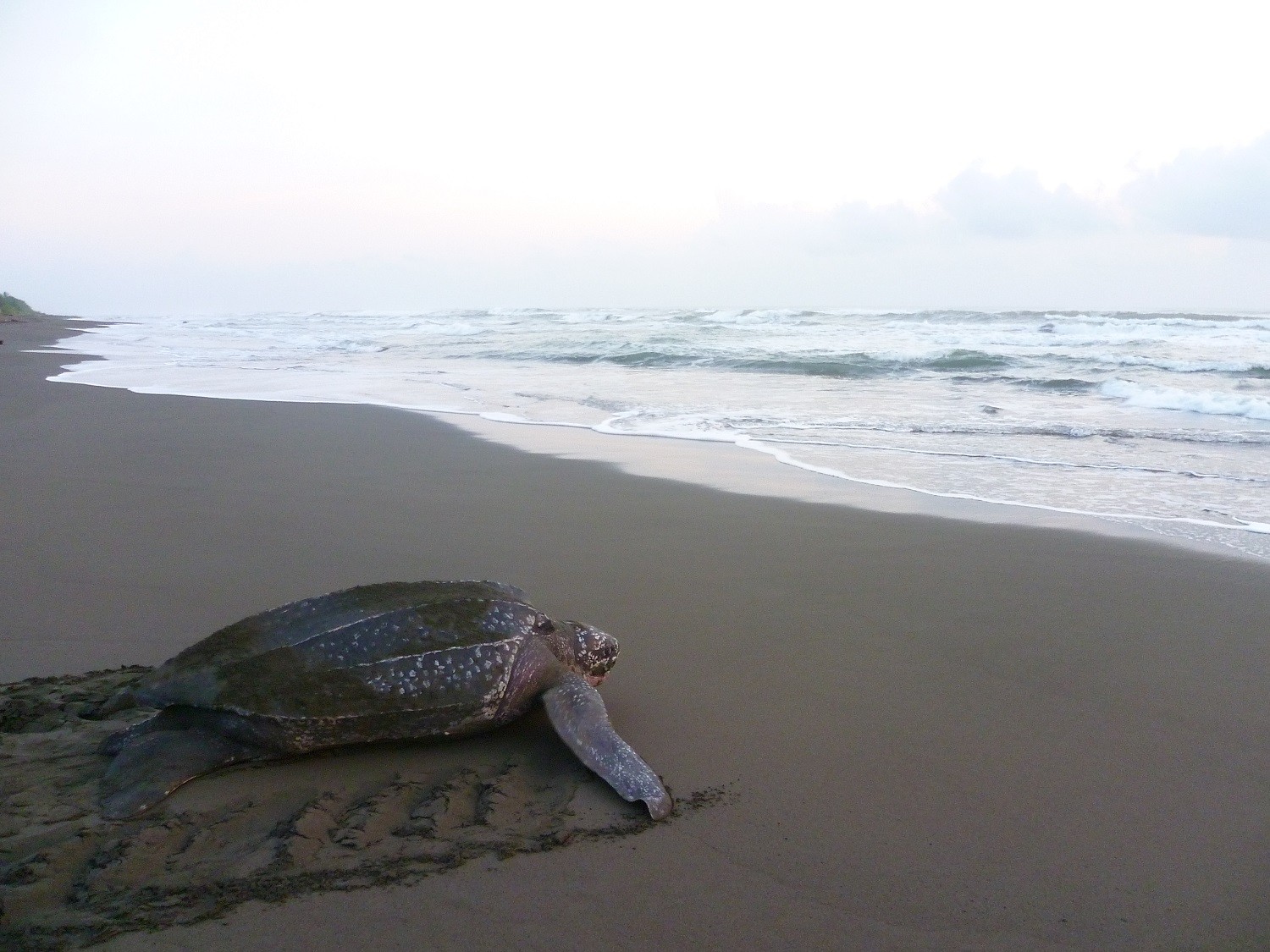 Costa Rica: Update from Pacuare beach – Biosphere Expeditions: blogs ...