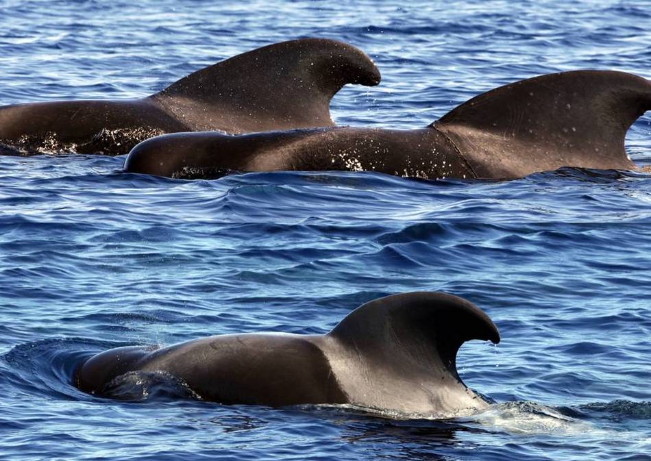 Azores: Plenty of sightings – Biosphere Expeditions: blogs from the ...
