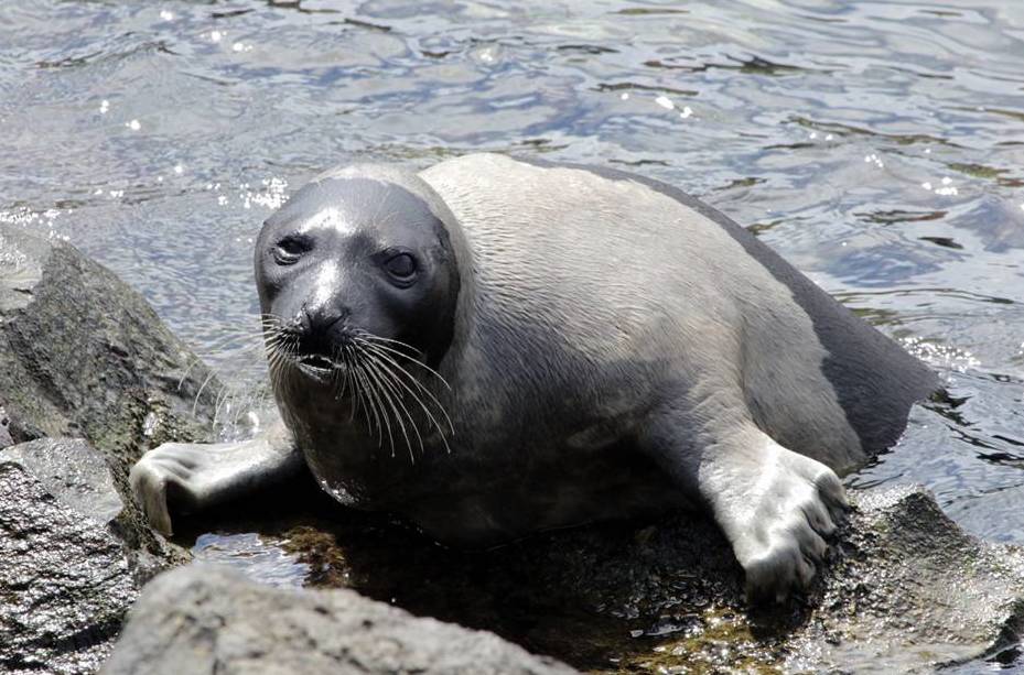 Azores: An unexpected visitor – Biosphere Expeditions: blogs from the ...