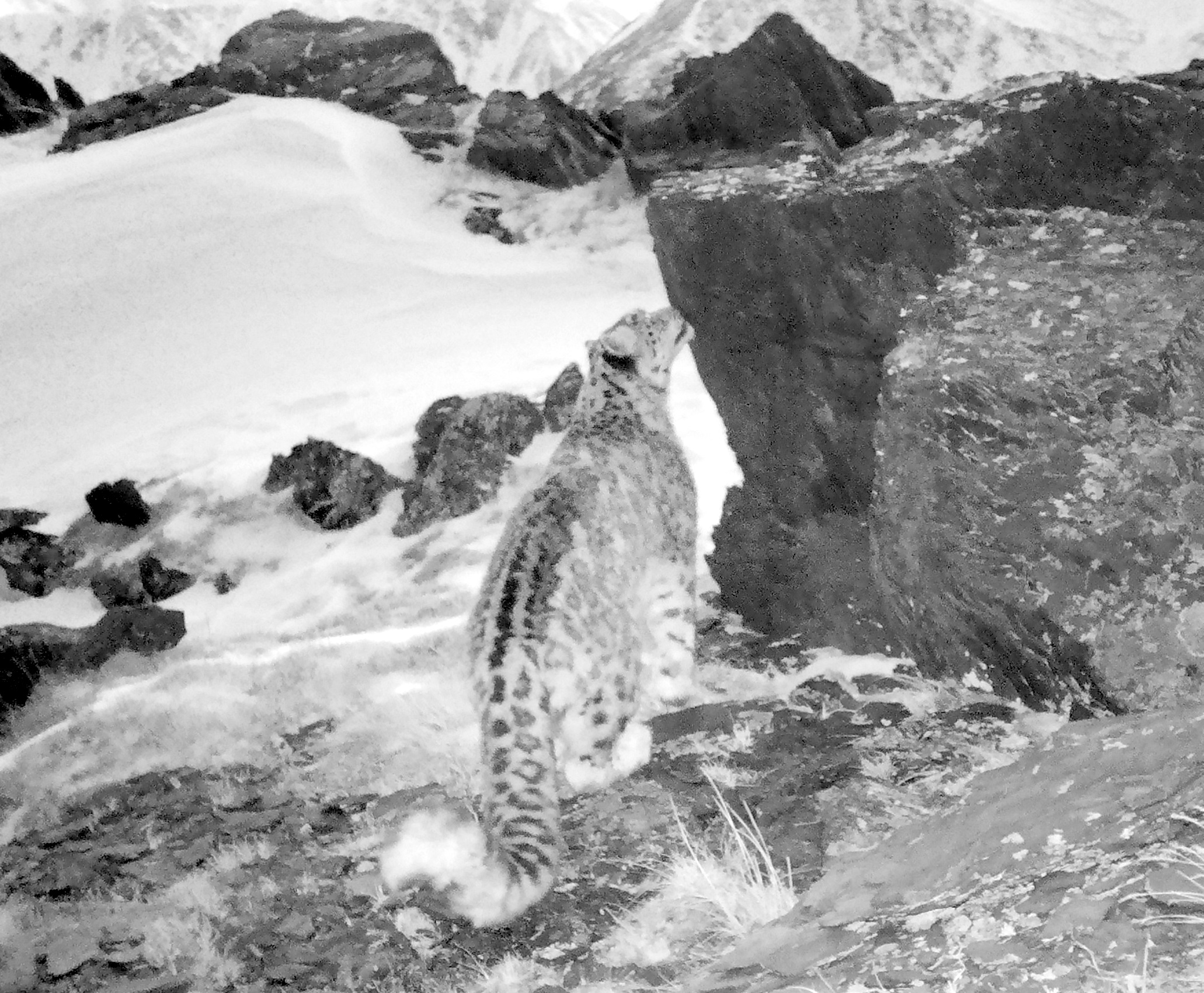 Things that have come out of our Altai snow leopard expedition ...