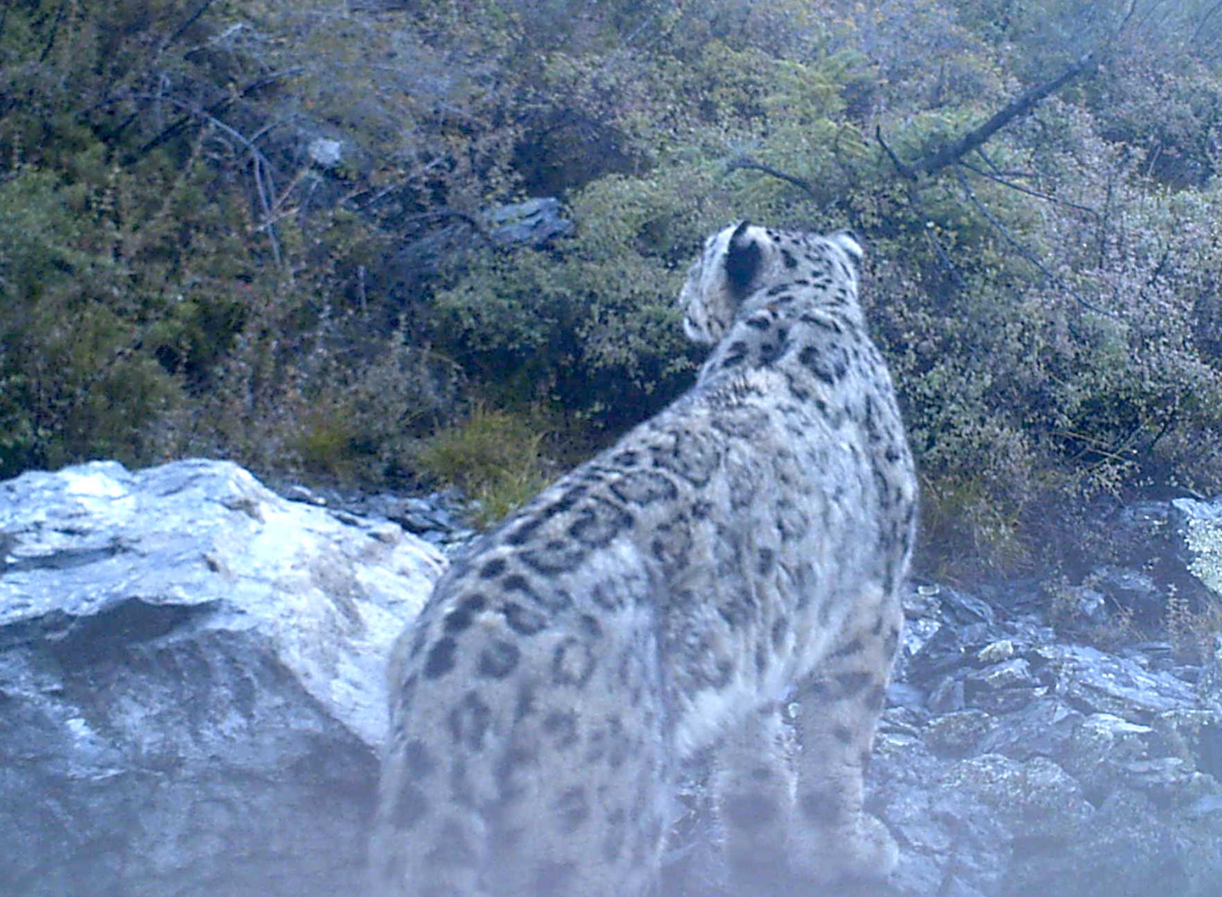 Things that have come out of our Altai snow leopard expedition ...