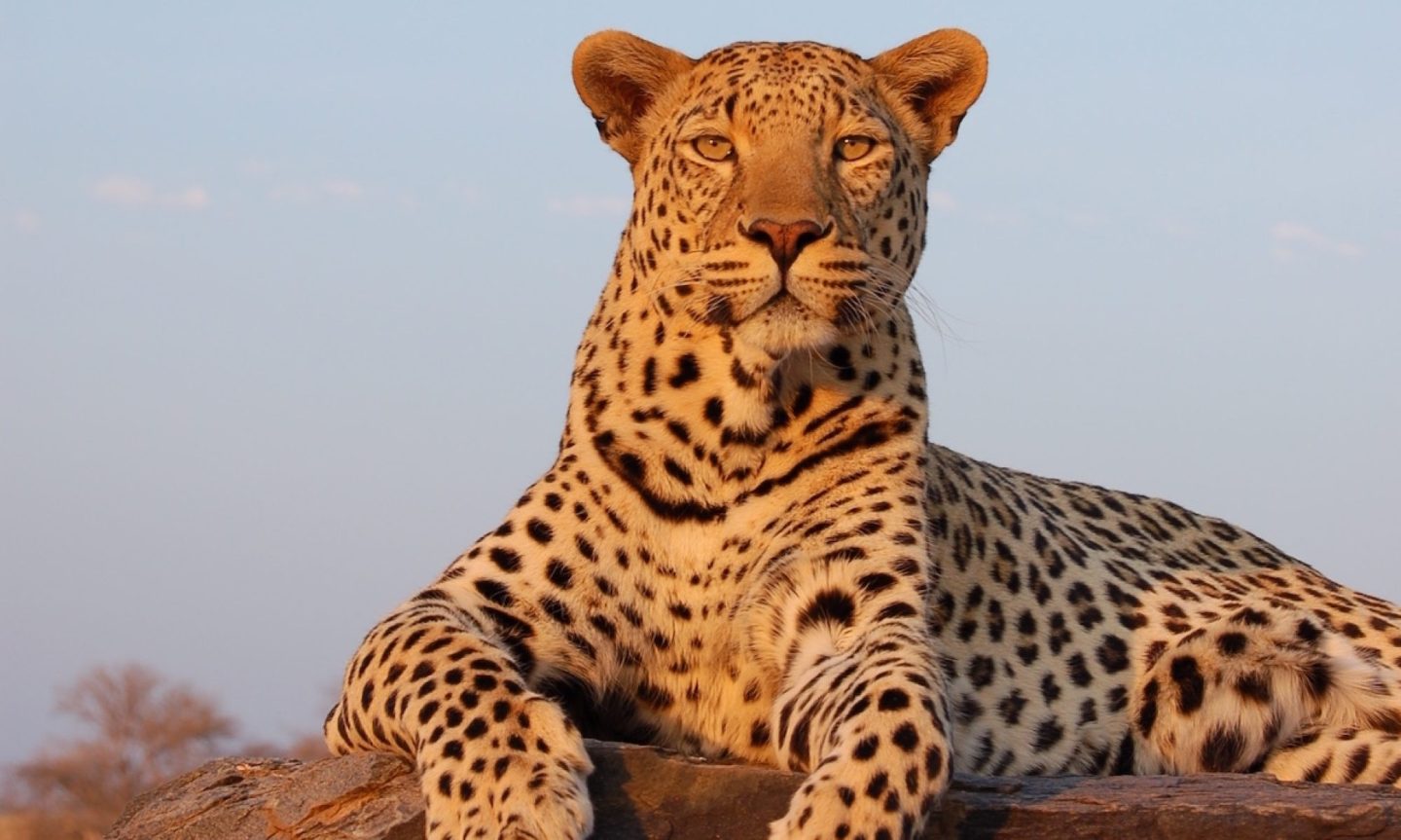 Volunteering Abroad for Wildlife Conservation: What Should You Expect ...