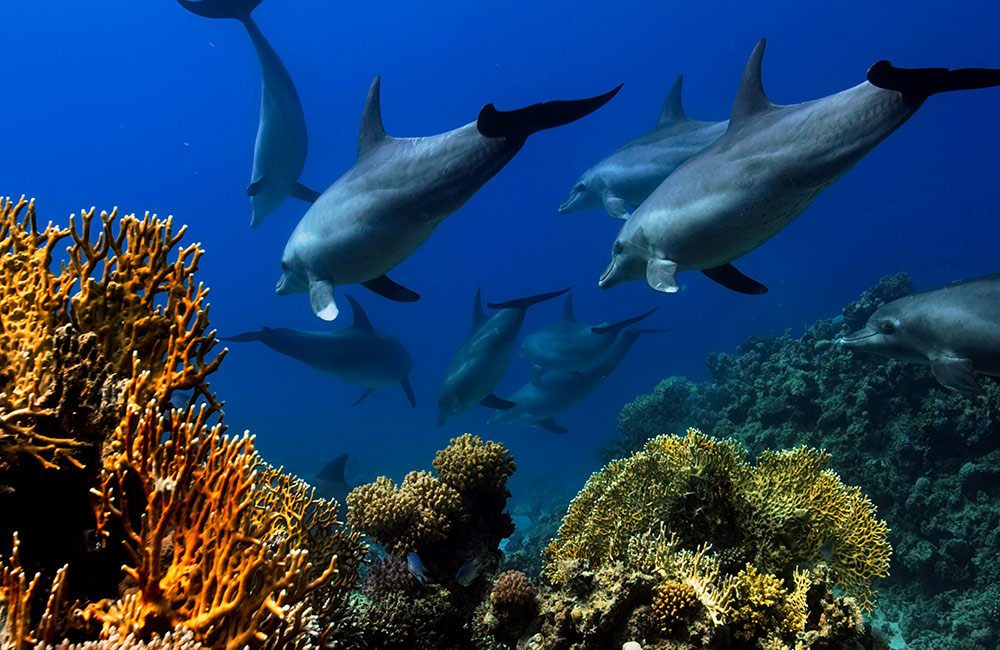 How to Protect Marine Life: Small Actions That Make a Big Difference